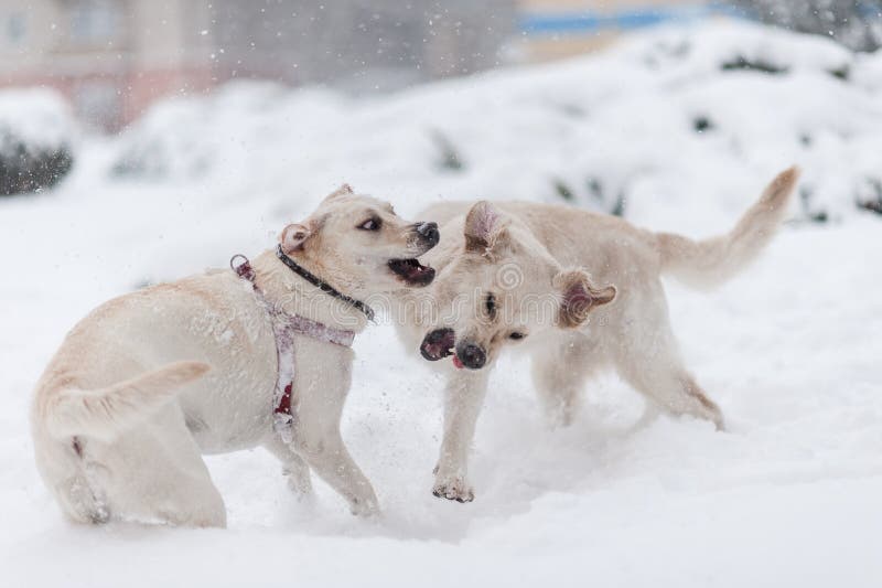Dogs playing on the snow stock image. Image of deep - 157063577