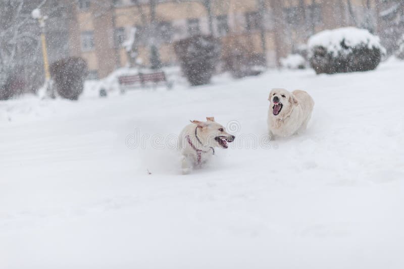 Dogs playing on the snow stock photo. Image of canine - 157063756