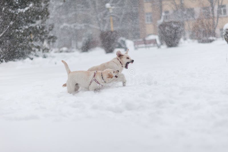 Dogs playing on the snow stock photo. Image of fear - 157064030