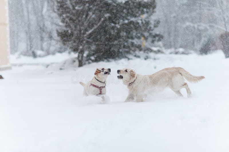 Dogs playing on the snow stock image. Image of play, herd - 28137965