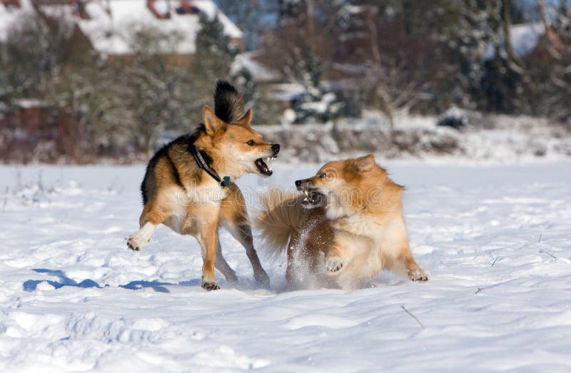 Dogs playing in the snow stock photo. Image of foxy, spitz - 36104396