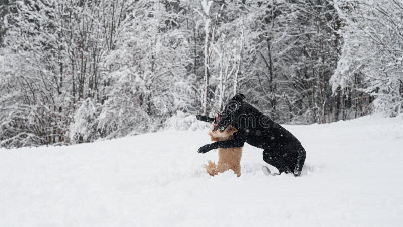 Dogs playing in the snow stock image. Image of snowy - 235783217
