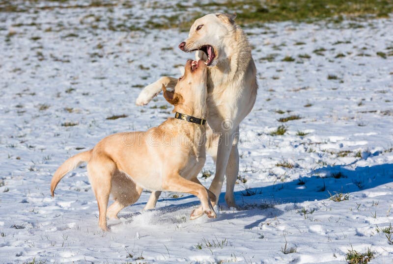 Dogs playing in the snow stock photo. Image of outdoor - 137188354