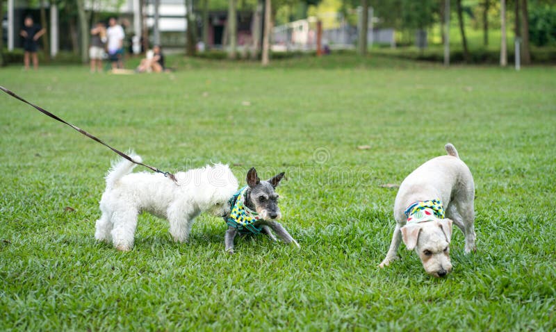 Dogs Playing in the Field. Dog Social Concept Stock Photo - Image of ...