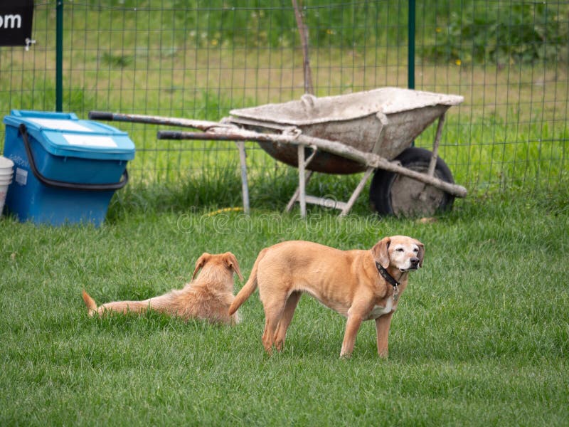 Dogs Playing Together in Green Meadow Stock Image - Image of action ...