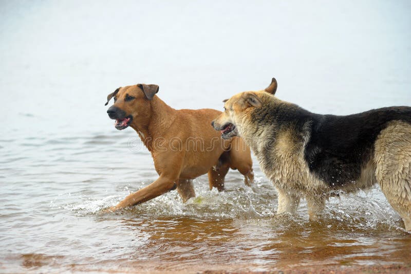Dogs Playing in the Water in Summer Stock Photo - Image of biting ...