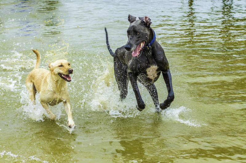 Dogs Playing in the Water stock photo. Image of friendship - 32921858