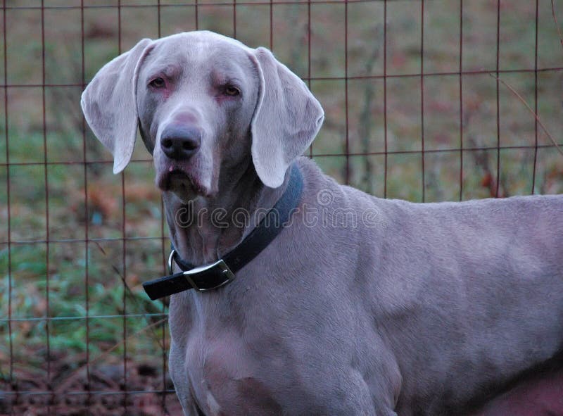 139 Weimeraner Portrait Stock Photos - Free & Royalty-Free Stock Photos ...