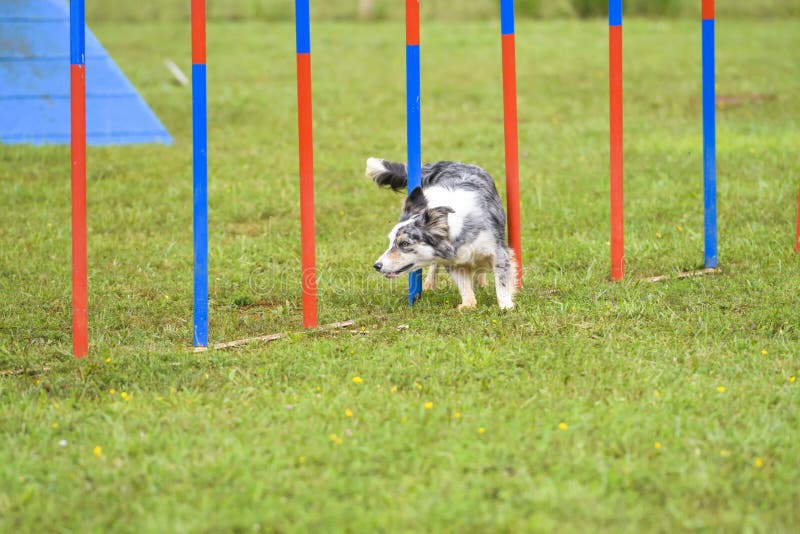 Dogs Practicing the Sport of Agility Editorial Stock Photo - Image of ...