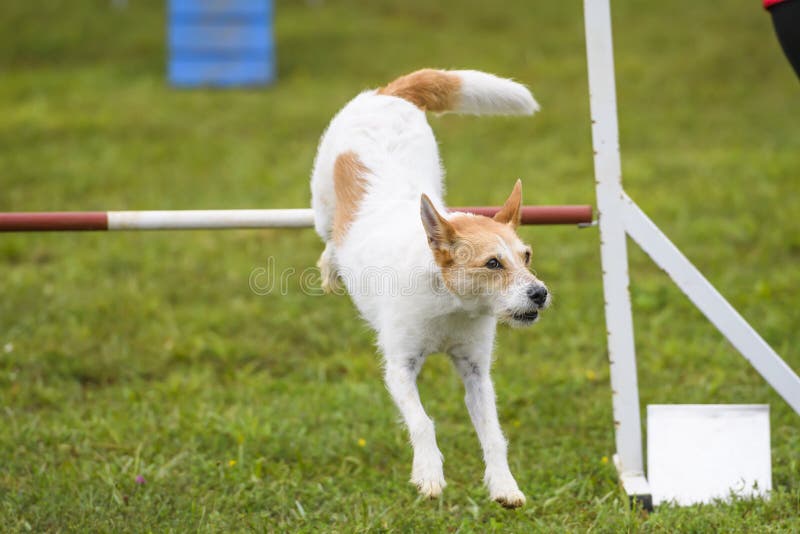Dogs Practicing the Sport of Agility Editorial Image - Image of sport ...