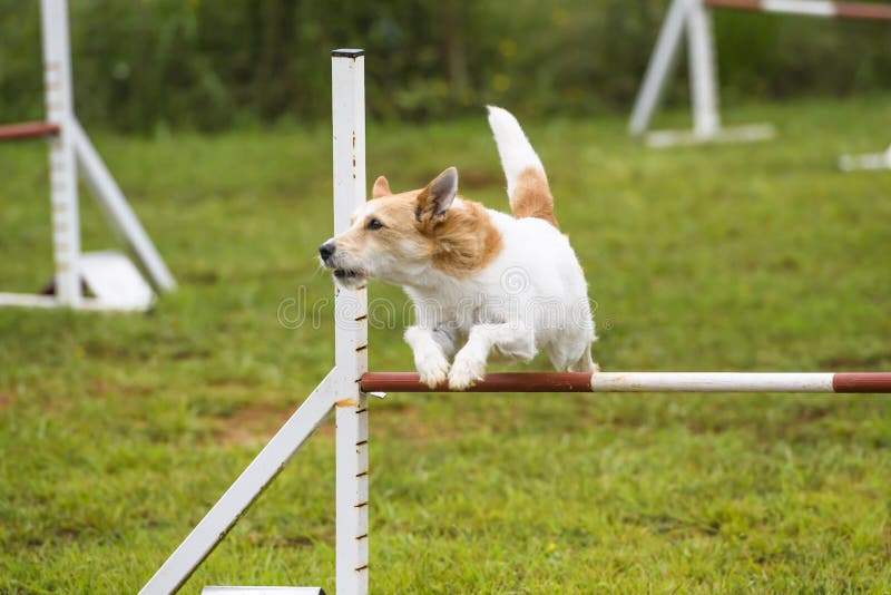 Dogs Practicing the Sport of Agility Editorial Photo - Image of ...