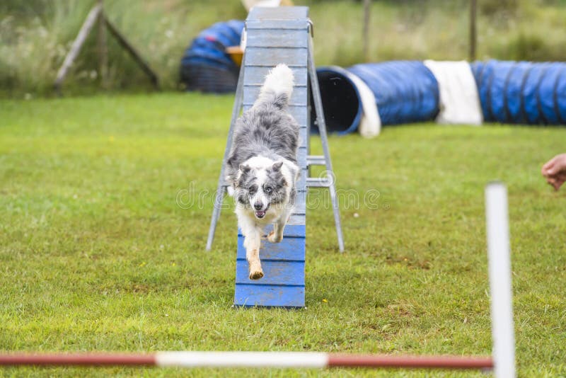 Dogs Practicing the Sport of Agility Editorial Stock Image - Image of ...