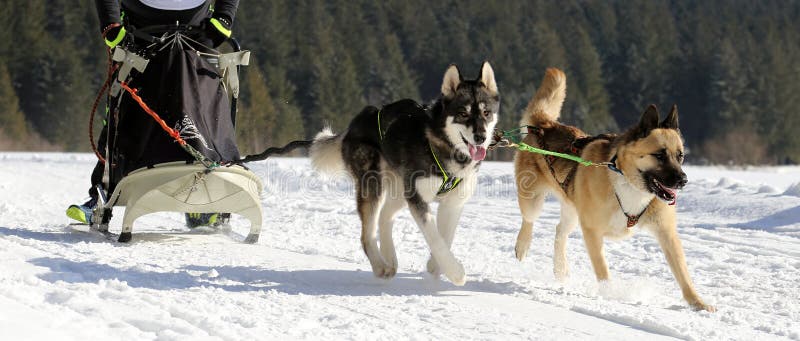 Dogs Pulling Sleigh during Sledding Race Stock Image - Image of active ...