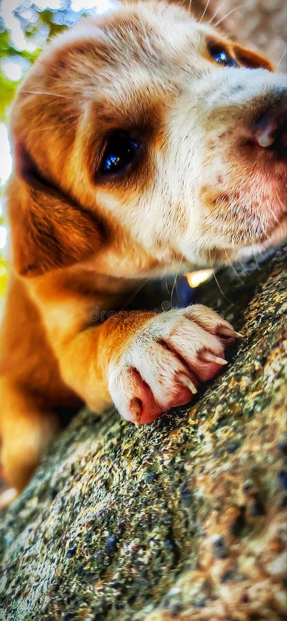 Dogs puppy innocent look stock photo. Image of look - 218768720