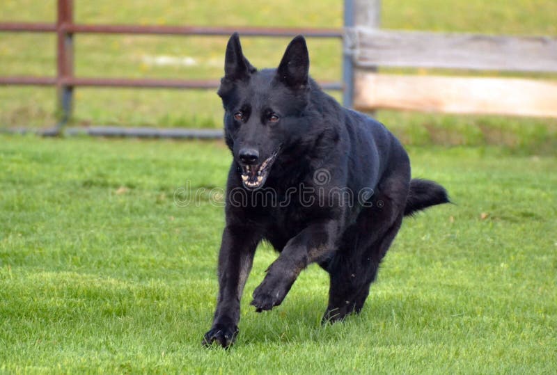 Dogs001 stock photo. Image of purebred, shepherd, yard - 53894156
