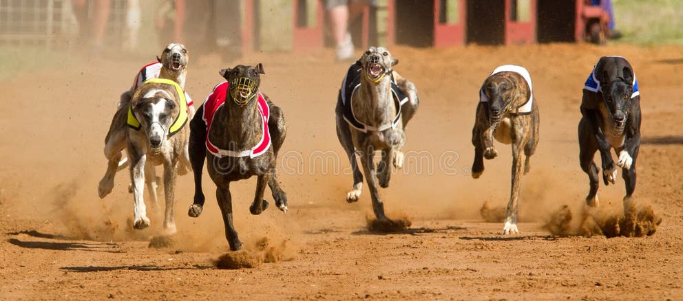 Dogs racing stock image. Image of animal, competitively - 23638393