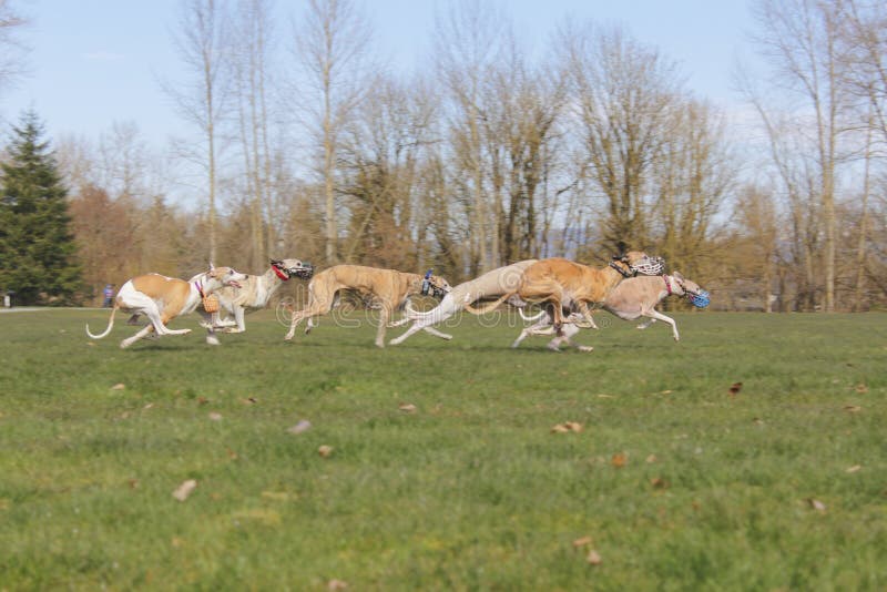 Greyhounds coursing stock image. Image of skill, final - 12704591