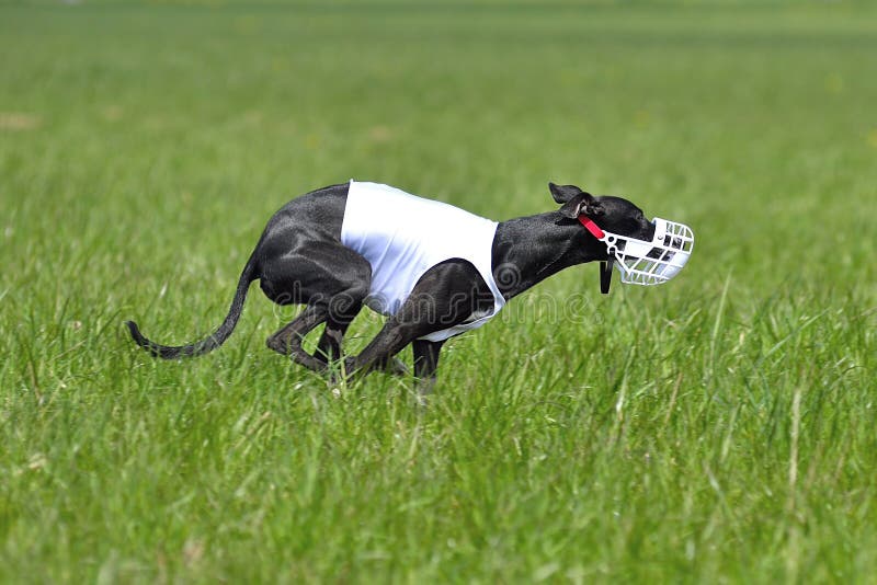 Dogs Racing in Lure Coursing Stock Photo - Image of agility, animal ...