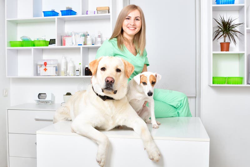 Dogs At A Reception At The Vet Stock Image - Image of diagnostic, breed ...