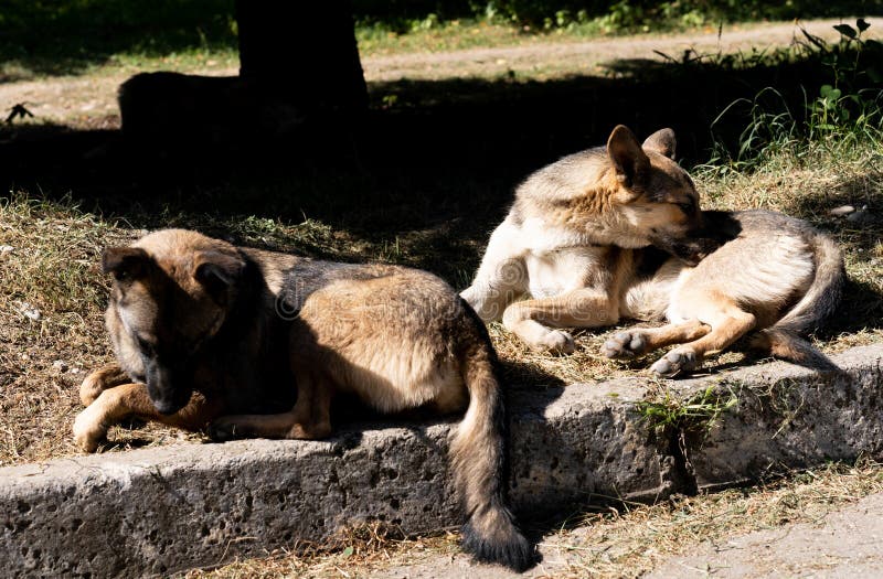 Dogs rest under a tree stock photo. Image of garden - 163888312