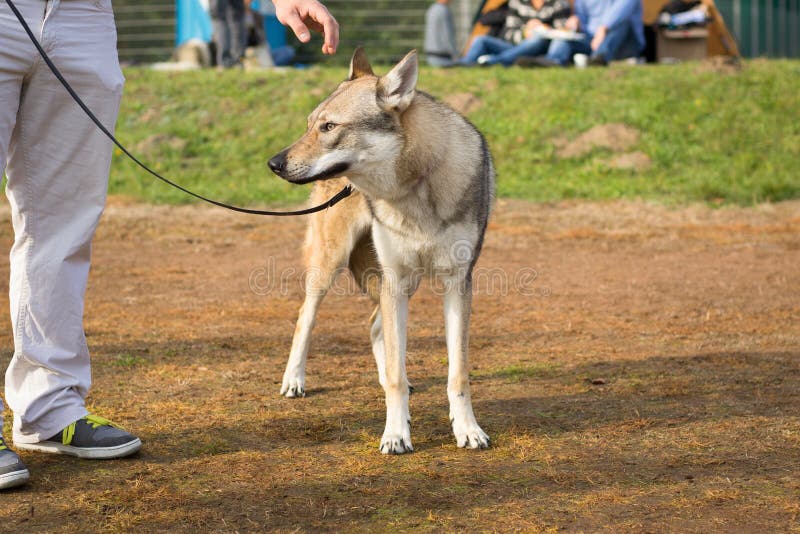 Dogs Resting before or after Being Shown in the Ring during the Dog ...