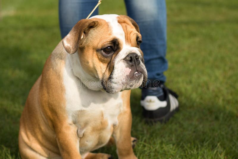 Dogs Resting before or after Being Shown in the Ring during the Dog ...