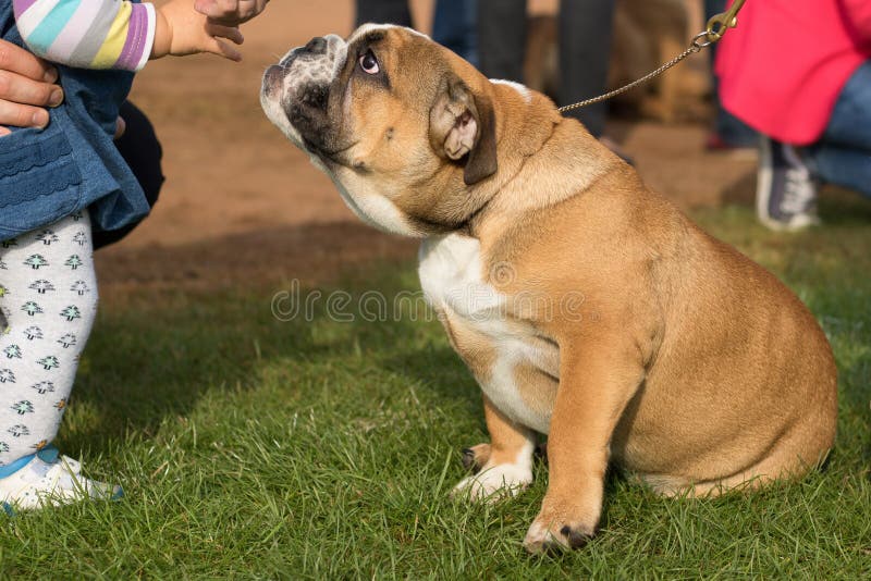 Dogs Resting before or after Being Shown in the Ring during the Dog ...