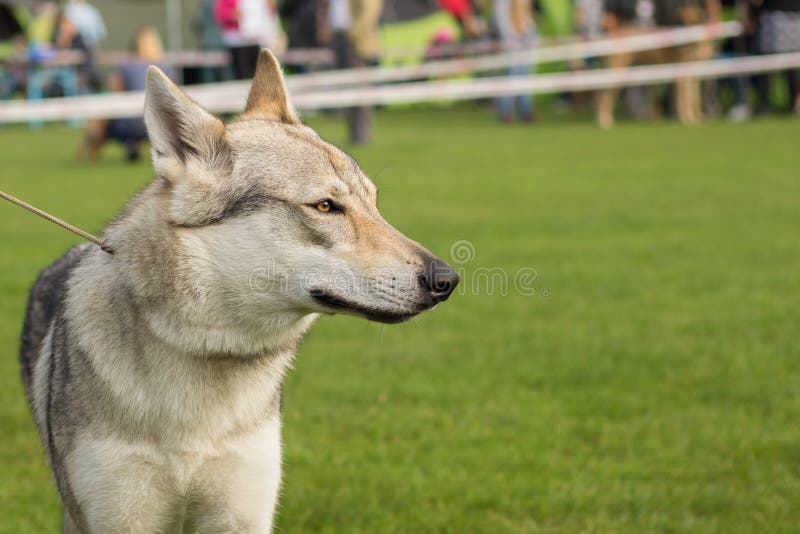 Dogs Resting before or after Being Shown in the Ring during the Dog ...