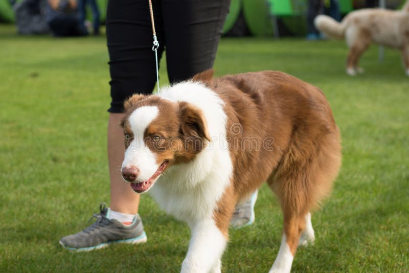Dogs Resting before or after Being Shown in the Ring during the Dog ...