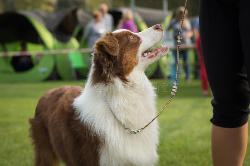 Dogs Resting before or after Being Shown in the Ring during the Dog ...