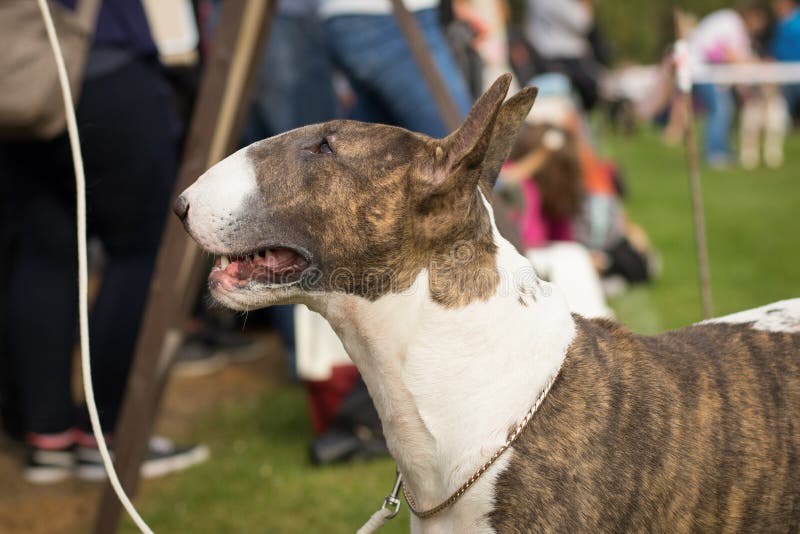 Dogs Resting before or after Being Shown in the Ring during the Dog ...