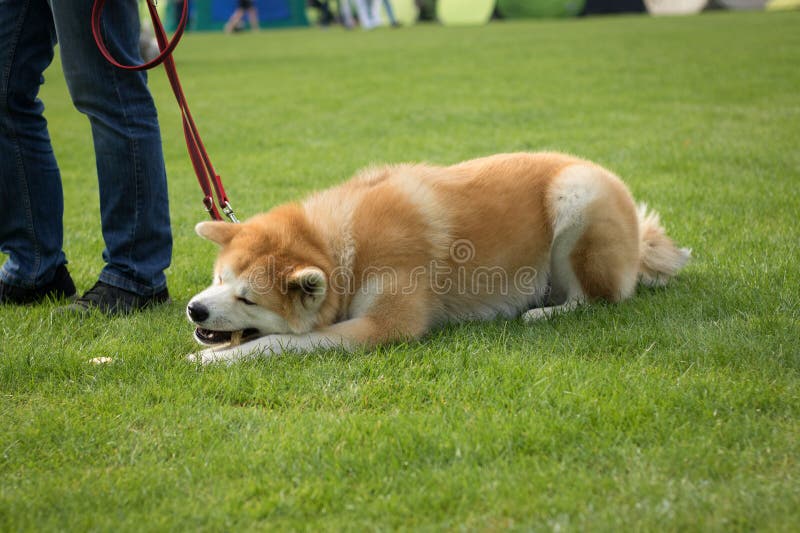 Dogs Resting before or after Being Shown in the Ring during the Dog ...
