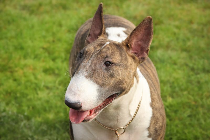Dogs Resting before or after Being Shown in the Ring during the Dog ...
