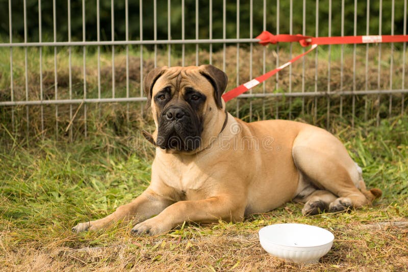 Dogs Resting before or after Being Shown in the Ring during the Dog ...