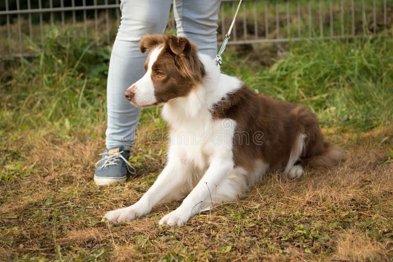 Dogs Resting before or after Being Shown in the Ring during the Dog ...