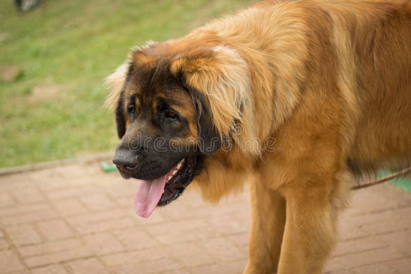 Dogs Resting before or after Being Shown in the Ring during the Dog ...