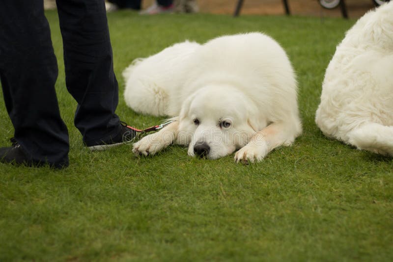 Dogs Resting before or after Being Shown in the Ring during the Dog ...