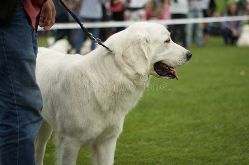 Dogs Resting before or after Being Shown in the Ring during the Dog ...