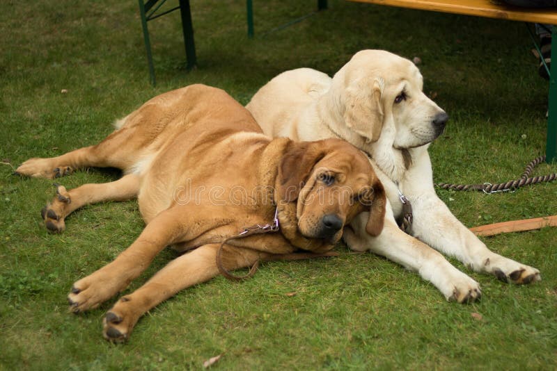 Dogs Resting before or after Being Shown in the Ring during the Dog ...