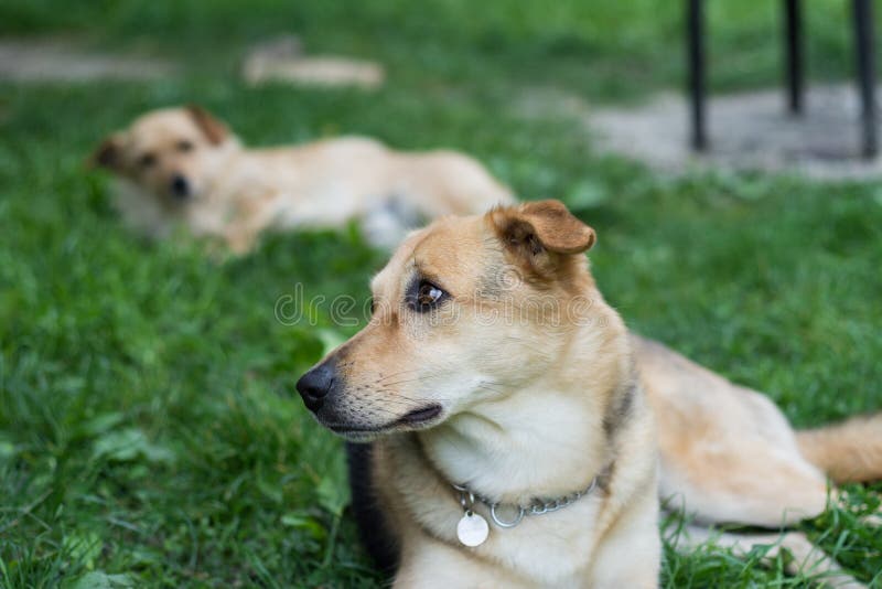 Dogs resting stock image. Image of metis, cute, sitting - 59741281