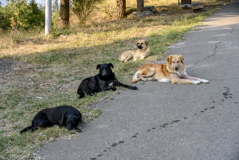 Dogs Resting in the Tbilisi, Republic of Gerogia Stock Photo - Image of ...