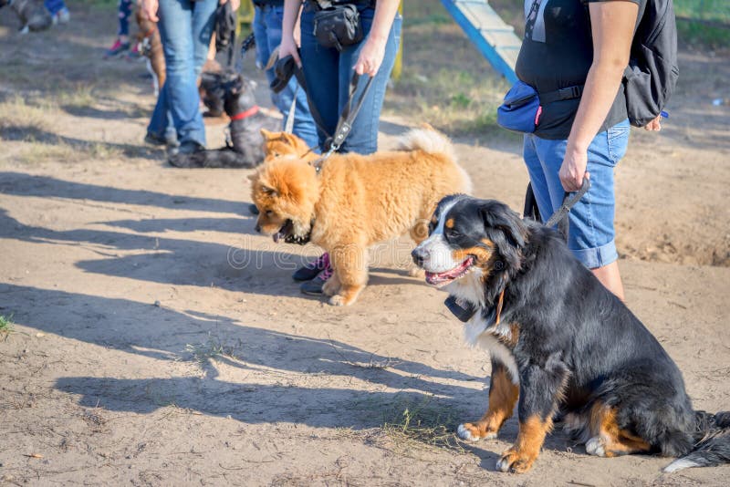 Dogs stock photo. Image of legs, friends, happiness, health - 60329798