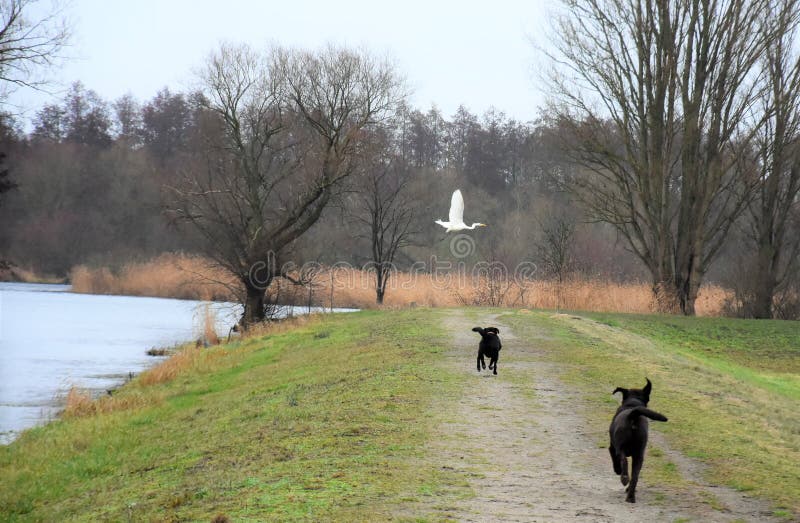 Dogs Run Along the Path Near the River Stock Image - Image of trees ...