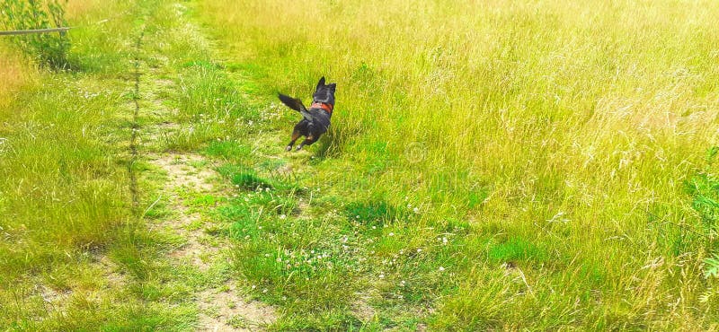 Dogs run in the wild stock photo. Image of prairie, grass - 187844066
