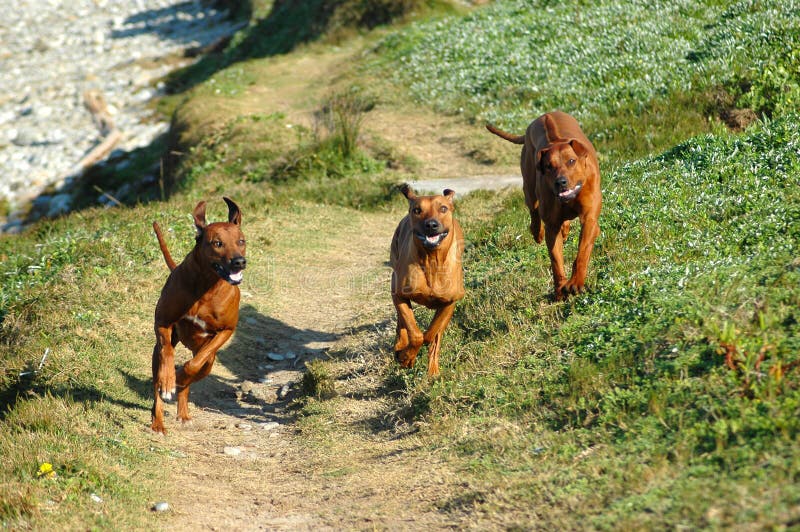 Dogs running in pack stock photo. Image of beach, african - 5425376