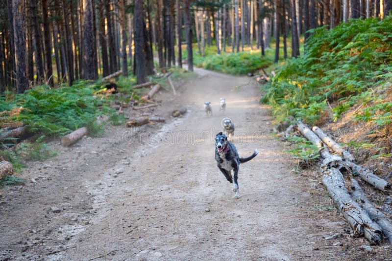 Dogs Running Along the Path of a Forest Stock Image - Image of pine ...