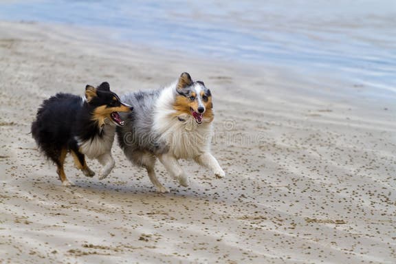 1,339 Shetland Beach Stock Photos - Free & Royalty-Free Stock Photos ...