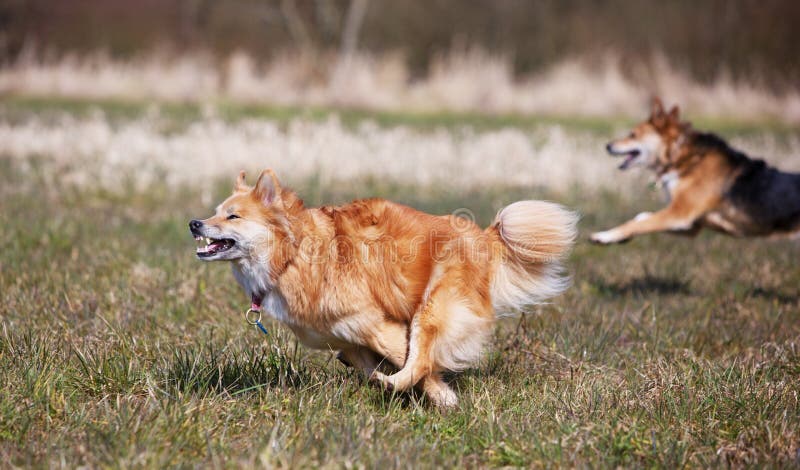 3 dogs running stock image. Image of dalmatian, animal - 238135