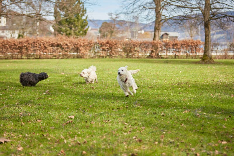 Dogs Running and Having Fun in the Park Stock Photo - Image of cute ...