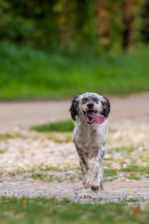 Dogs running in the park stock image. Image of leisure - 71430723